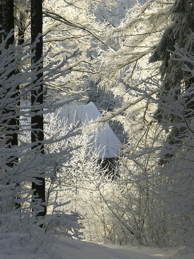 Winter Forest Path in Morning Sun Stock Photo - Image of foggy, cold ...