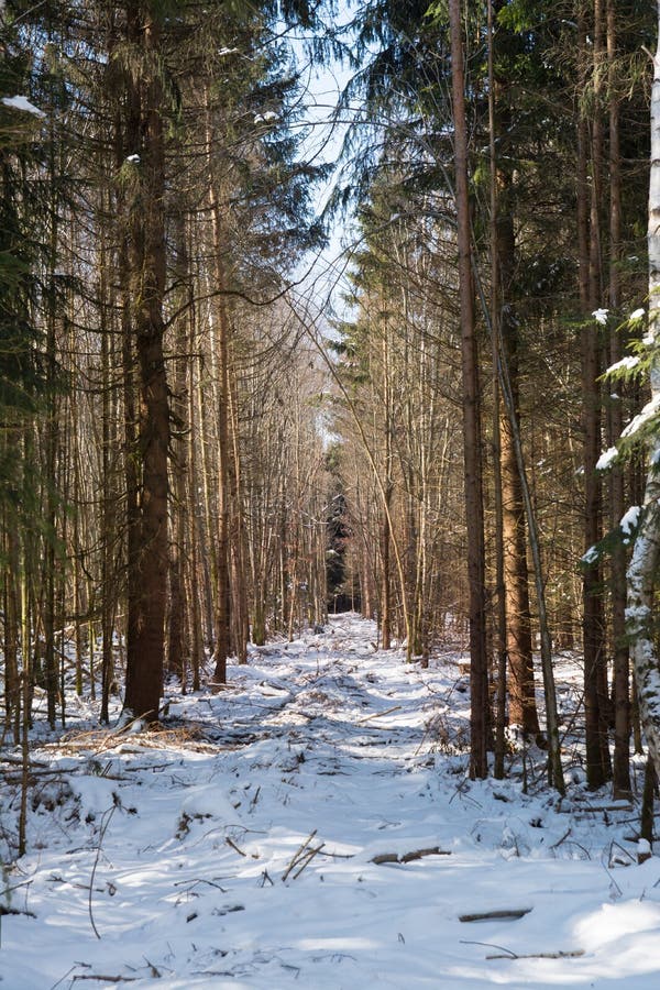 Winter forest path stock photo. Image of december, outdoors - 110755960