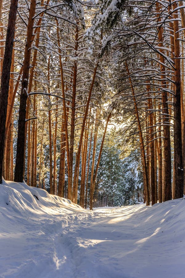 Winter Forest with Paths in the Snow Stock Image - Image of white ...