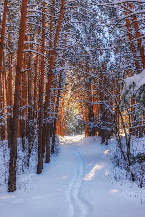 Winter Forest with Paths in the Snow Stock Photo - Image of weather ...