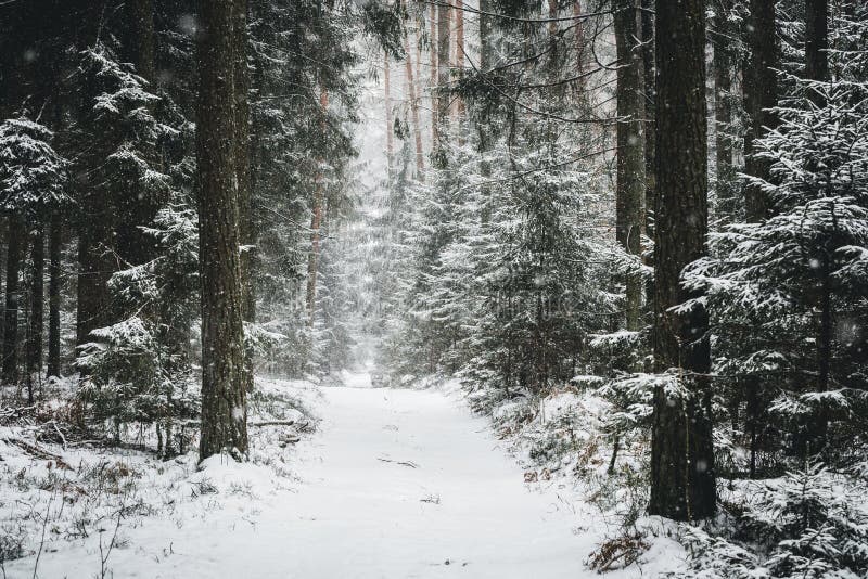 Winter Forest Pathway in Winter Stock Image - Image of outdoors ...