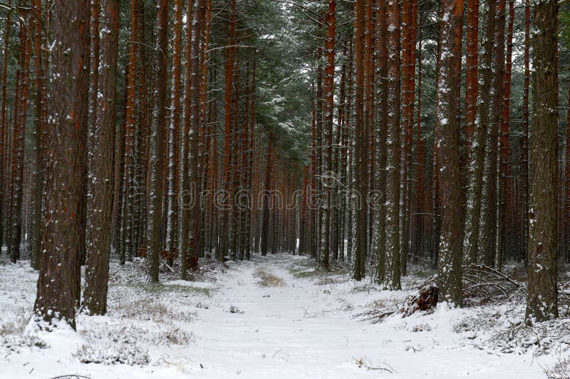 Winter in the forest. stock photo. Image of forest, wood - 84184354