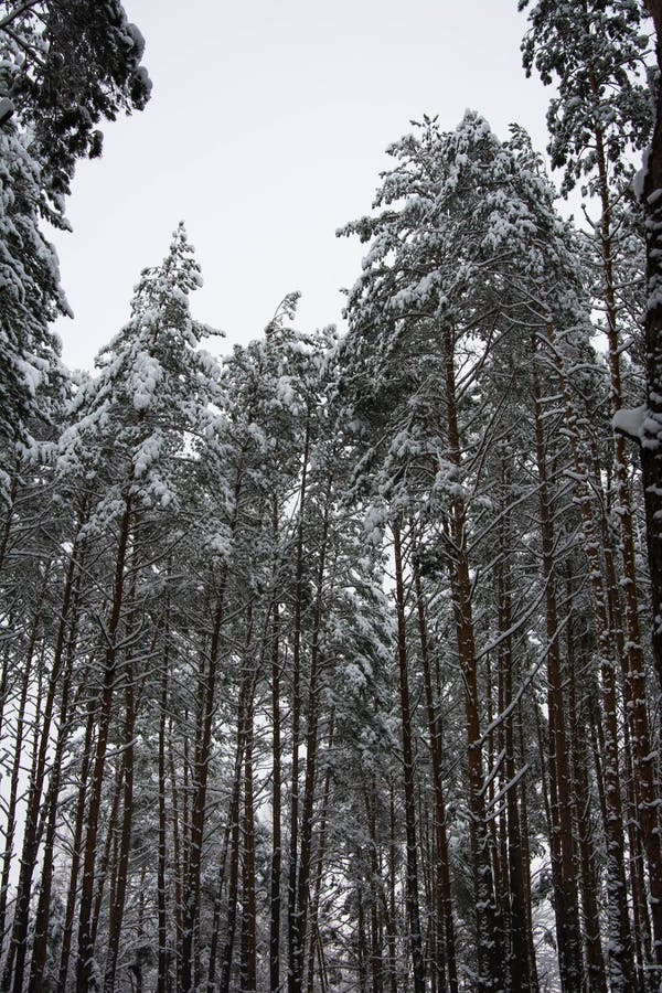 Tall Pine Trees Covered by White Snow Stock Photo - Image of season ...