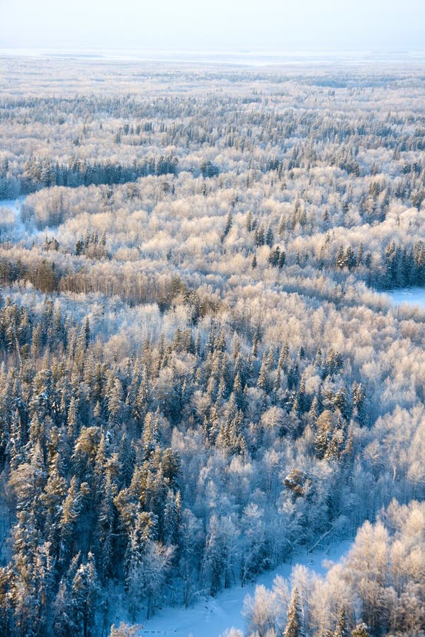 Forest plain stock image. Image of cool, beauty, horizon - 29029545