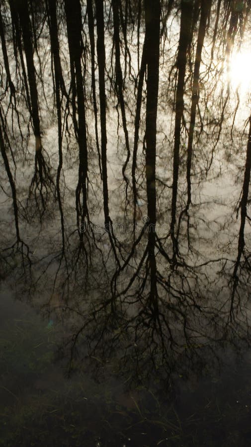 Reflection of Water Mirror in the Forest Stock Image - Image of pine ...