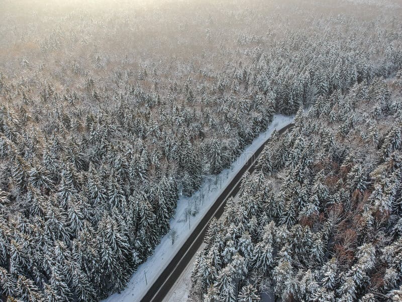 Winter Forest with a Road on a Cold Day Stock Image - Image of forest ...