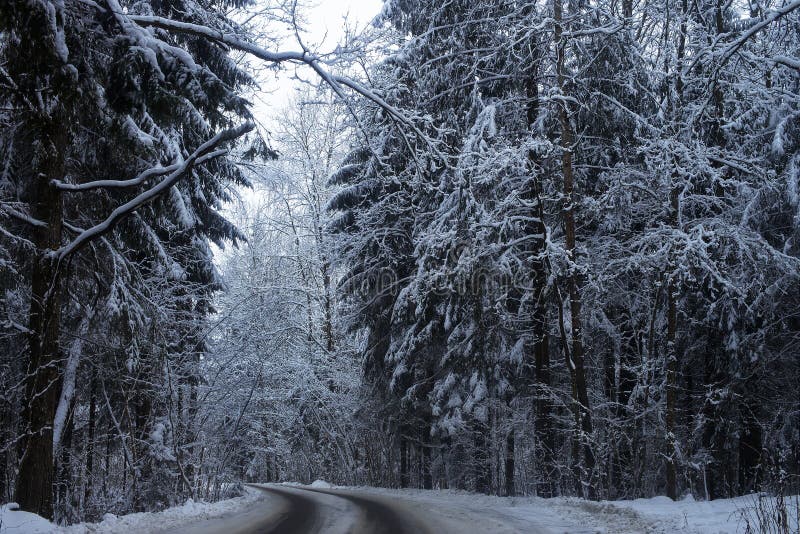 Winter forest road stock photo. Image of woods, narrow - 71018636