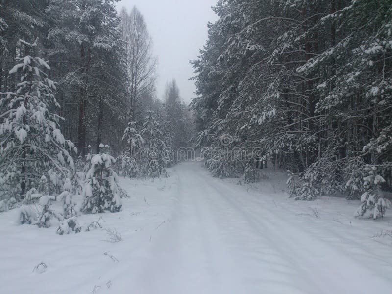 Winter forest road stock image. Image of drifts, road - 83654763