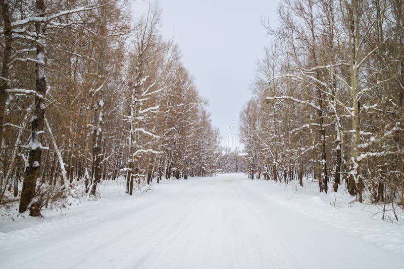 Winter Forest Road among Snow-covered Trees Stock Photo - Image of road ...
