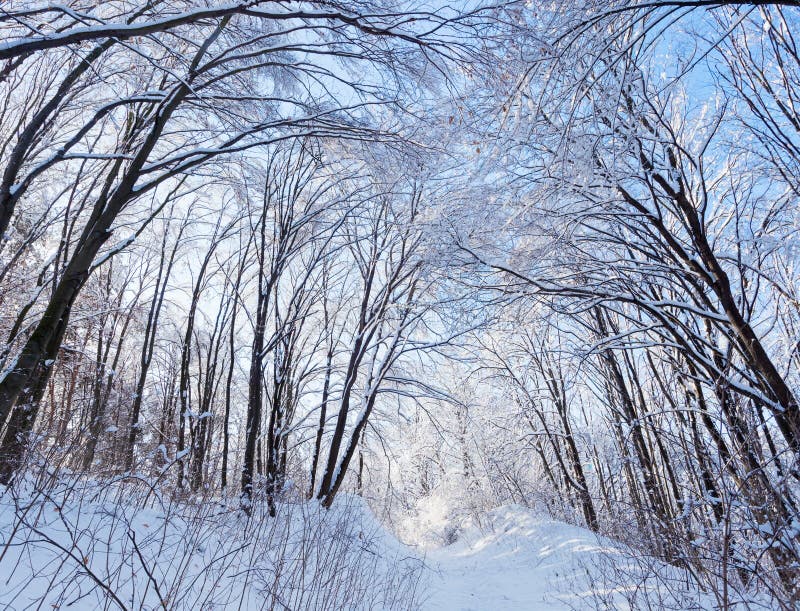 Winter Road Landscape with Snow Covered Trees and Bright Sun Stock ...