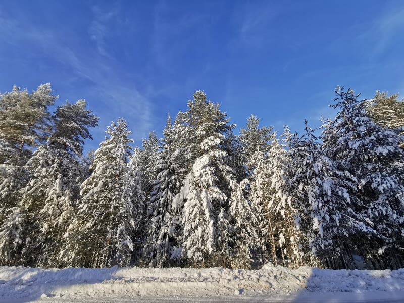 Day Forest in Scandinavia Denmark Summer Rest Nature Stock Photo ...
