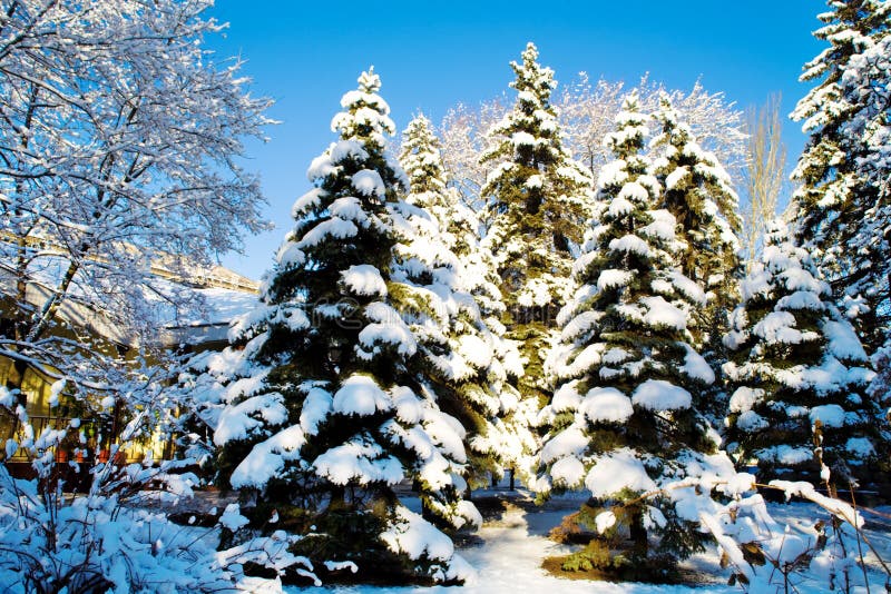 Winter forest scene stock image. Image of pines, forest - 6595113