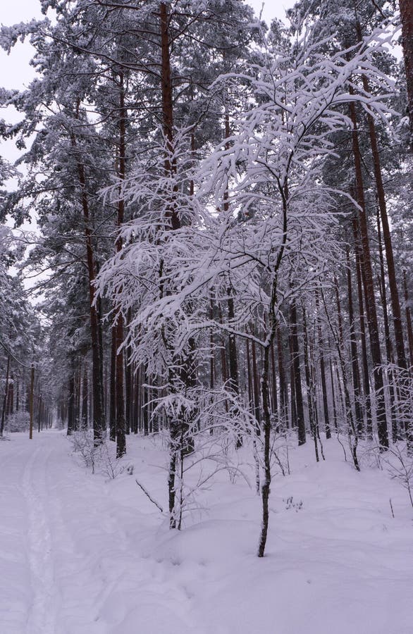 Winter forest scene stock image. Image of nature, edge - 84171865