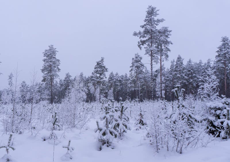 Winter forest scene stock image. Image of white, snowy - 84171865