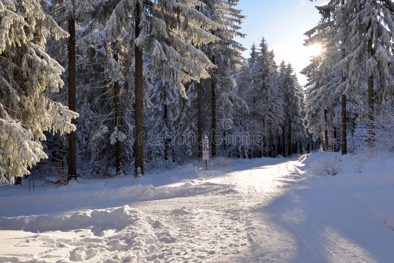 Winter Forest Scenery Frosty Coldly Stock Image - Image of weather ...