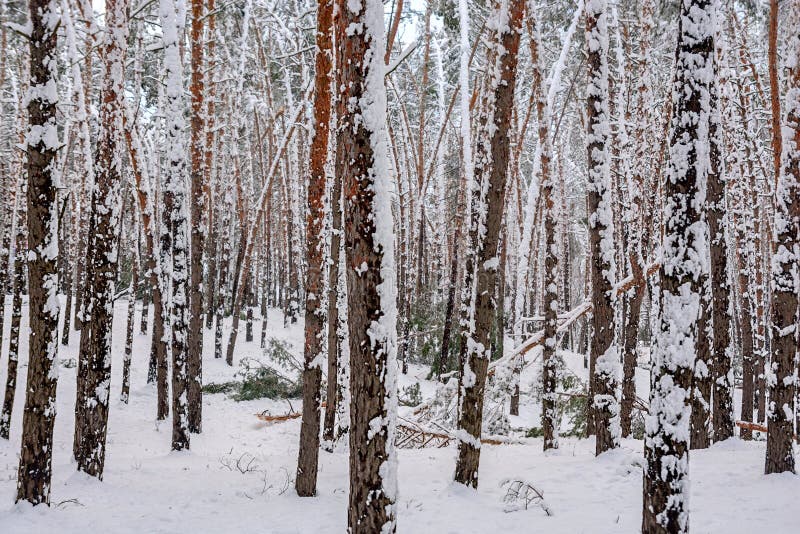 In the Winter Forest, the Severity of the Snow Breaks the Trees Stock ...