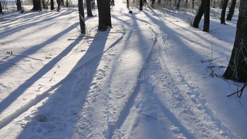 Winter Forest Shade from the Sun by Trees Beautiful Nature Landscape ...