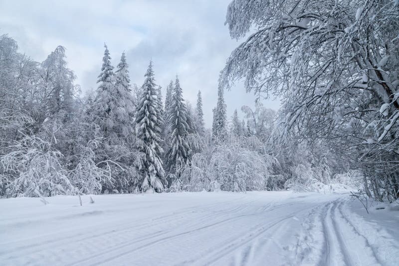 Winter Forest with Ski Tracks and Snow-covered Trees Stock Photo ...