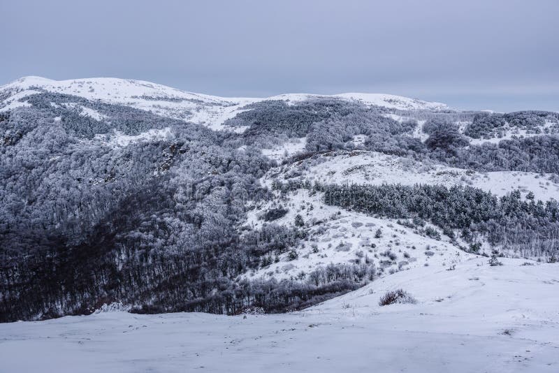 Winter Forest on the Slopes of Demerdzhi Mountain Range after Blizzard ...