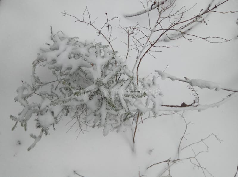 In the Winter Forest Small Christmas Tree in the Snow. Background ...
