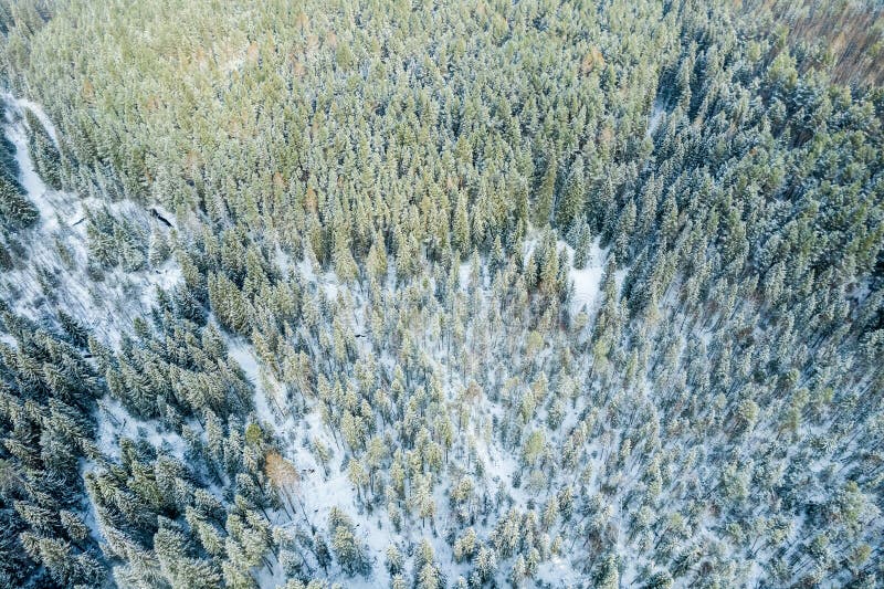 Winter Forest in the Snow Aerial View, Trees in the Winter Forest after ...