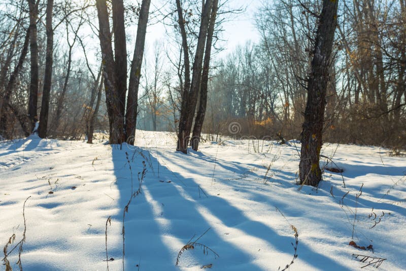 Winter Forest in a Snow at the Bright Day Stock Photo - Image of cold ...