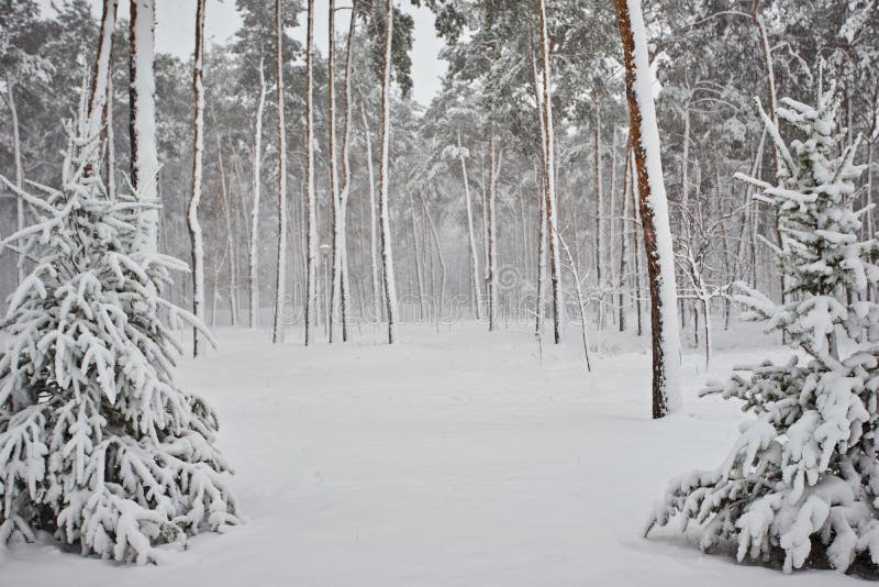 Winter, Forest, Snow. Snow-covered Pine Forest, Trees in the Snow, a ...
