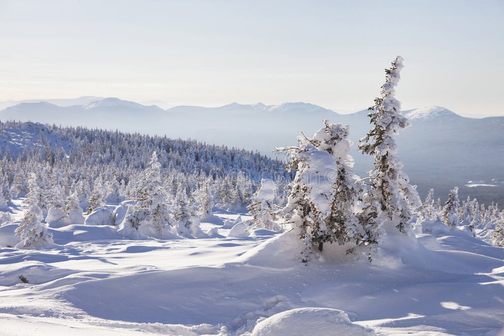 Winter Forest. Snow Covered Spruces. Ural Landscape Stock Photo - Image ...