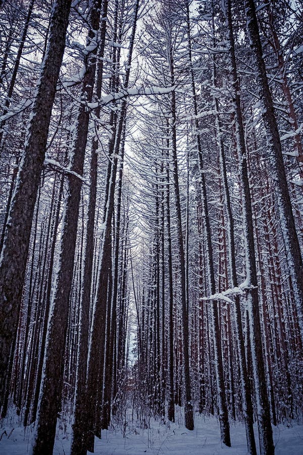 Winter Forest with Snow Covered Trees Stock Image - Image of ...