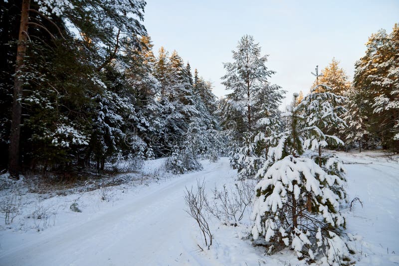 Trees in cold winter day stock photo. Image of idyllic - 74748092