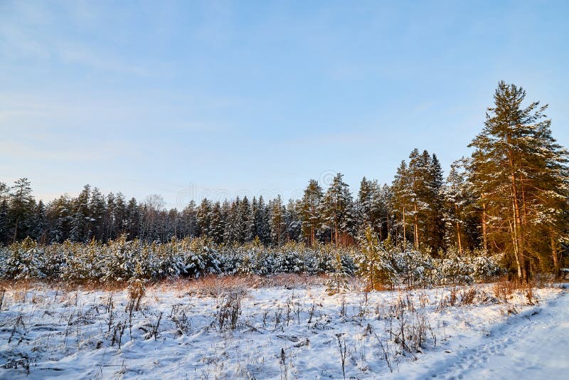 Trees in cold winter day stock photo. Image of idyllic - 74748092