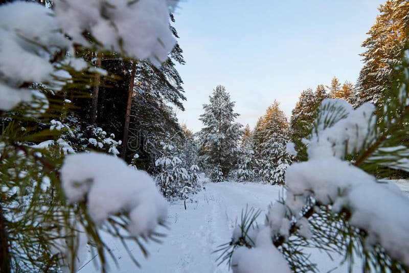 Trees in cold winter day stock photo. Image of idyllic - 74748092