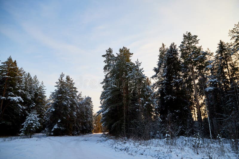 Trees in cold winter day stock photo. Image of idyllic - 74748092