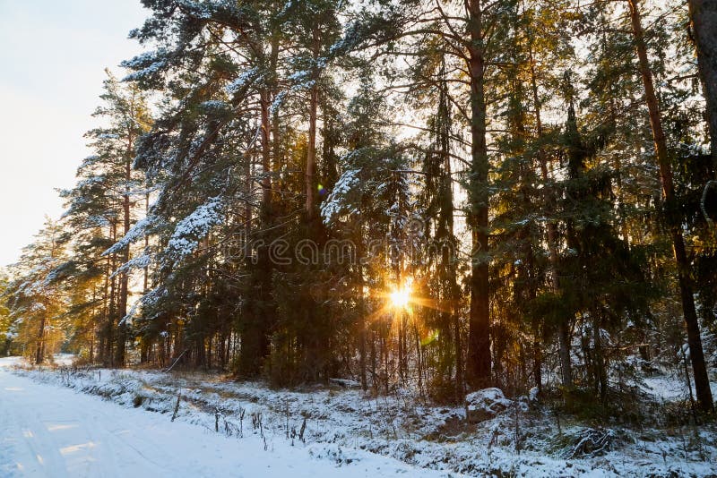 Trees in cold winter day stock photo. Image of idyllic - 74748092