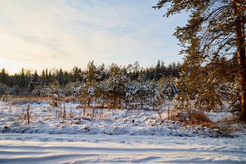 Trees in cold winter day stock photo. Image of idyllic - 74748092