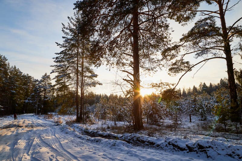Trees in cold winter day stock photo. Image of idyllic - 74748092