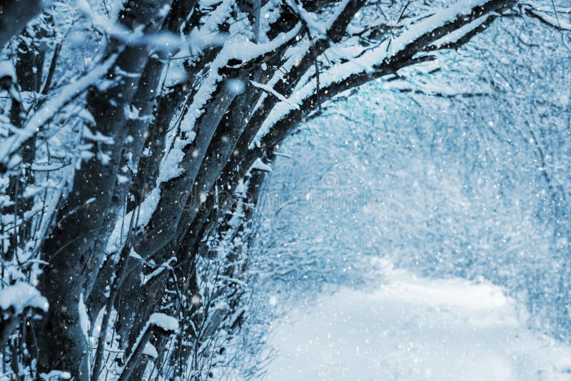 Winter in the Forest. Snow Covered Trees in Winter Forest during ...