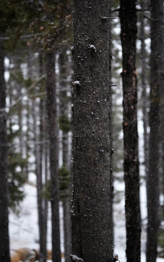 Winter Forest during Snow Fall with Snowflakes Falling Stock Image ...