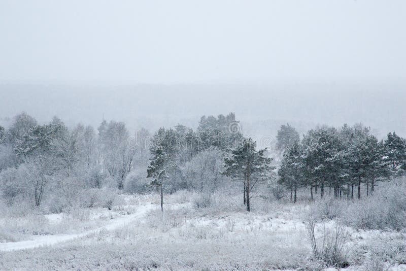 Winter in a Forest with Snow Falling on the Ground Stock Image - Image ...