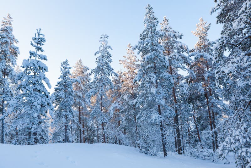 Winter Forest and Snow in Finland Stock Image - Image of calm ...