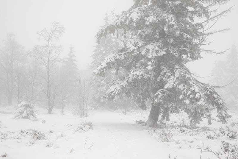 Winter Forest in Snow and Fog Stock Photo - Image of woods, snow: 266711300