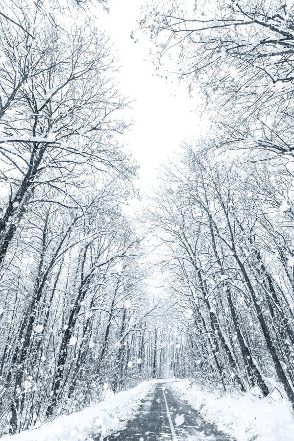 Winter Forest Snow Road. Forest Road Winter Snow View Stock Photo ...