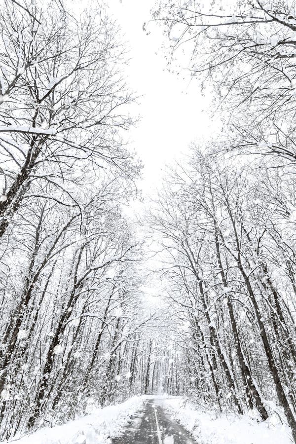 Winter Forest Snow Road. Forest Road Winter Snow View Stock Image ...
