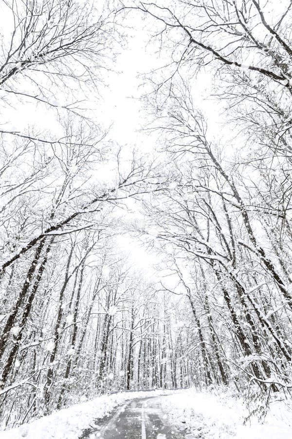 Winter Forest Snow Road. Forest Road Winter Snow View Stock Image ...