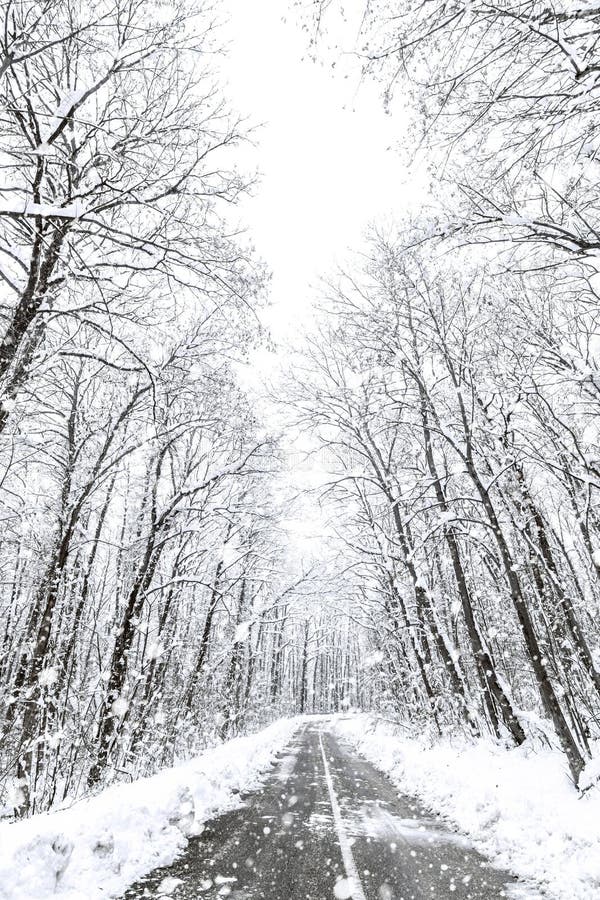 Winter Forest Snow Road. Forest Road Winter Snow View Stock Photo ...