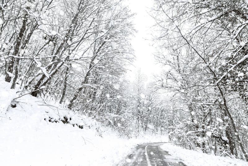 Winter Forest Snow Road. Forest Road Winter Snow View Stock Photo ...