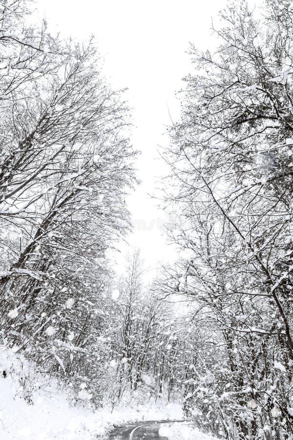 Winter Forest Snow Road. Forest Road Winter Snow View Stock Image ...