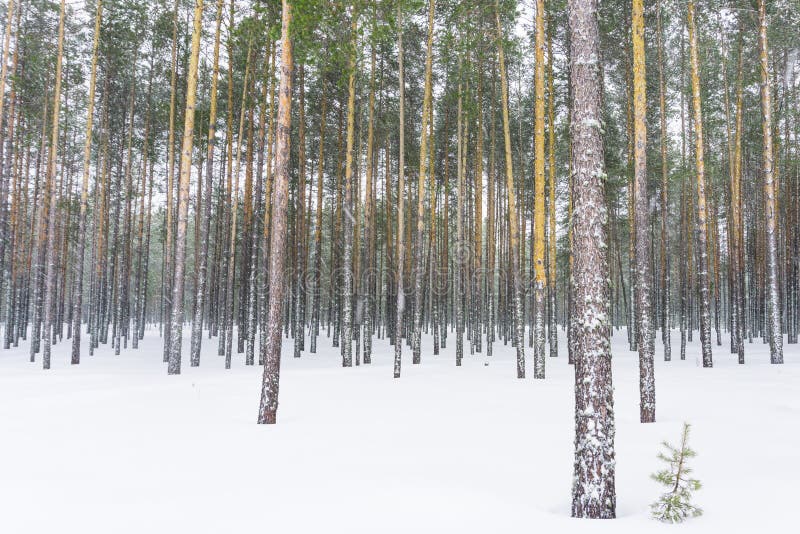 Winter forest in the snow stock photo. Image of sibit - 150327644