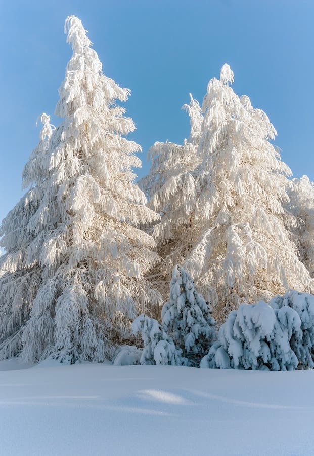 Winter Forest Snow Tree Scene Sun Stock Image - Image of beauty ...