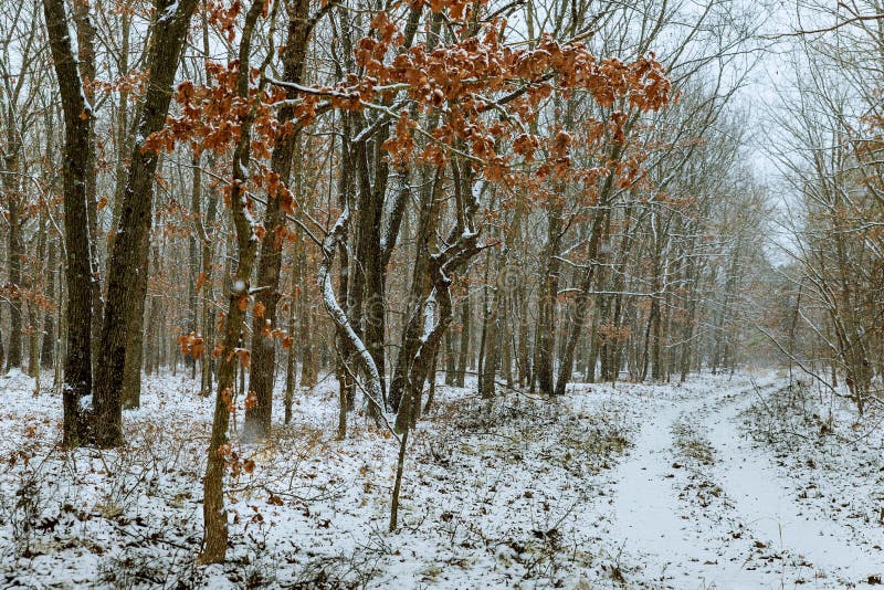 Winter Forest with Snow on Trees and Floor Stock Image - Image of blue ...